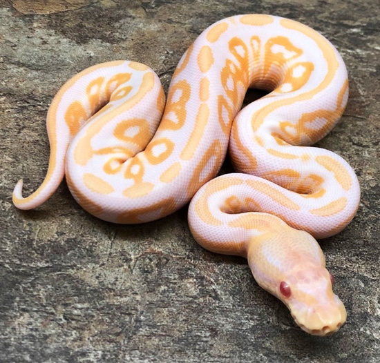 Cinnamon Albino Ball Python by Vesper Ball Pythons