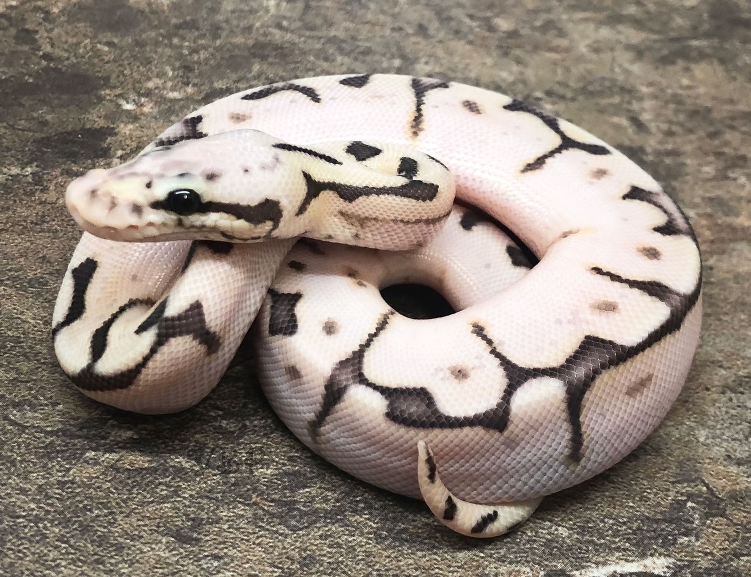 Vesper Super Citrus Pastel Calico Spider Ball Python by Vesper Ball ...