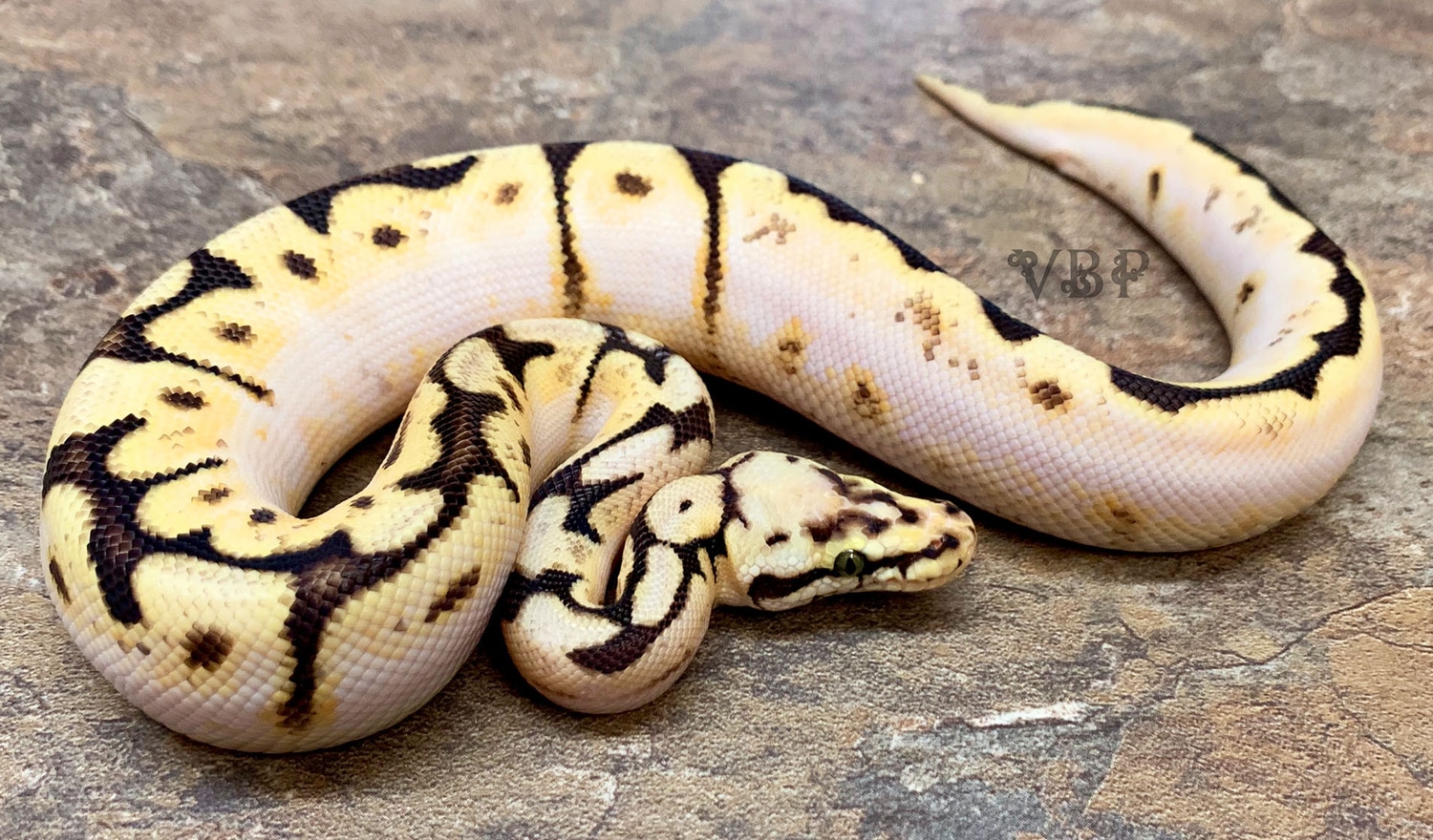 Vesper Citrus Pastel Calico Spider Ball Python by Vesper Ball Pythons ...