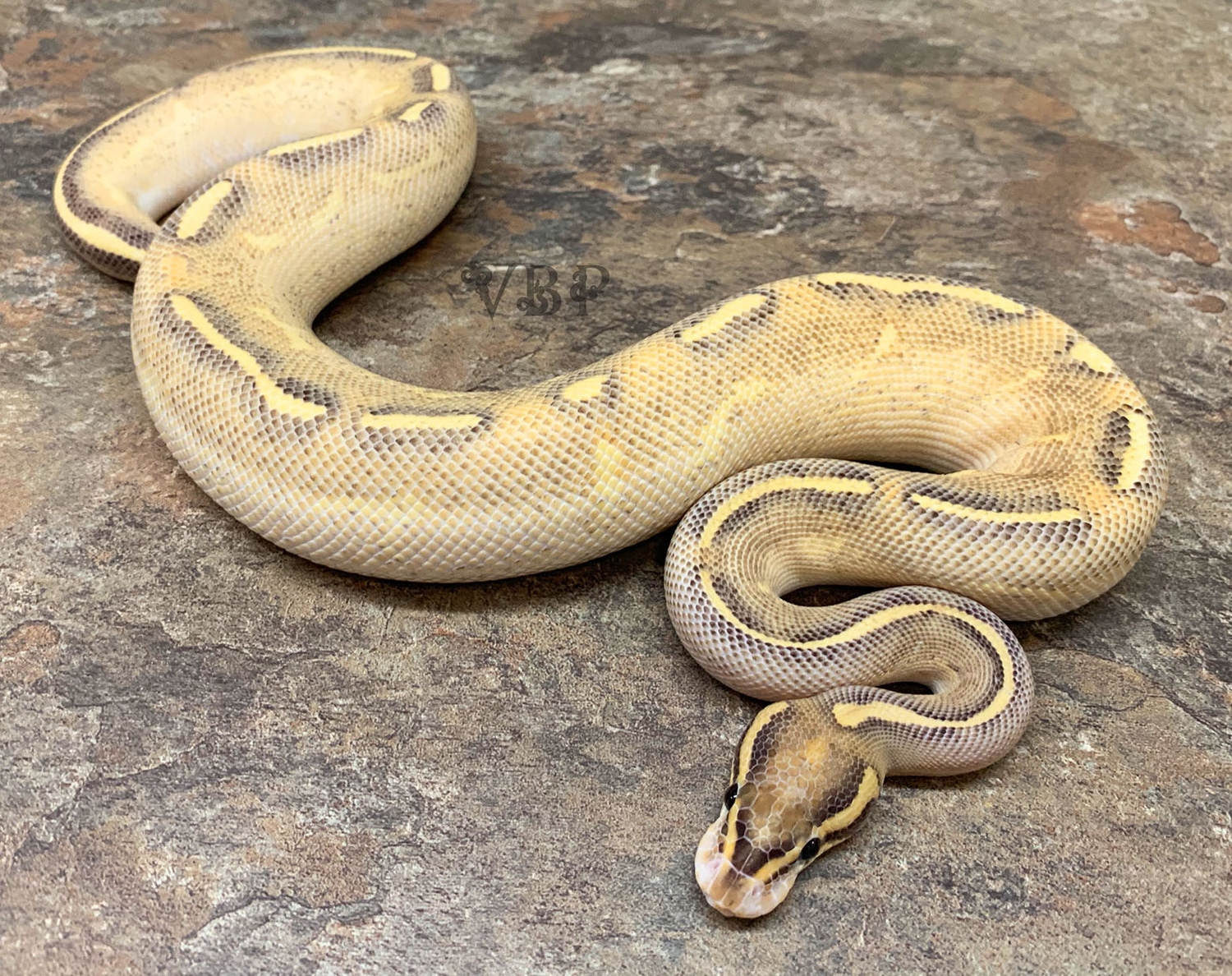 Highway Ball Python by Vesper Ball Pythons - MorphMarket