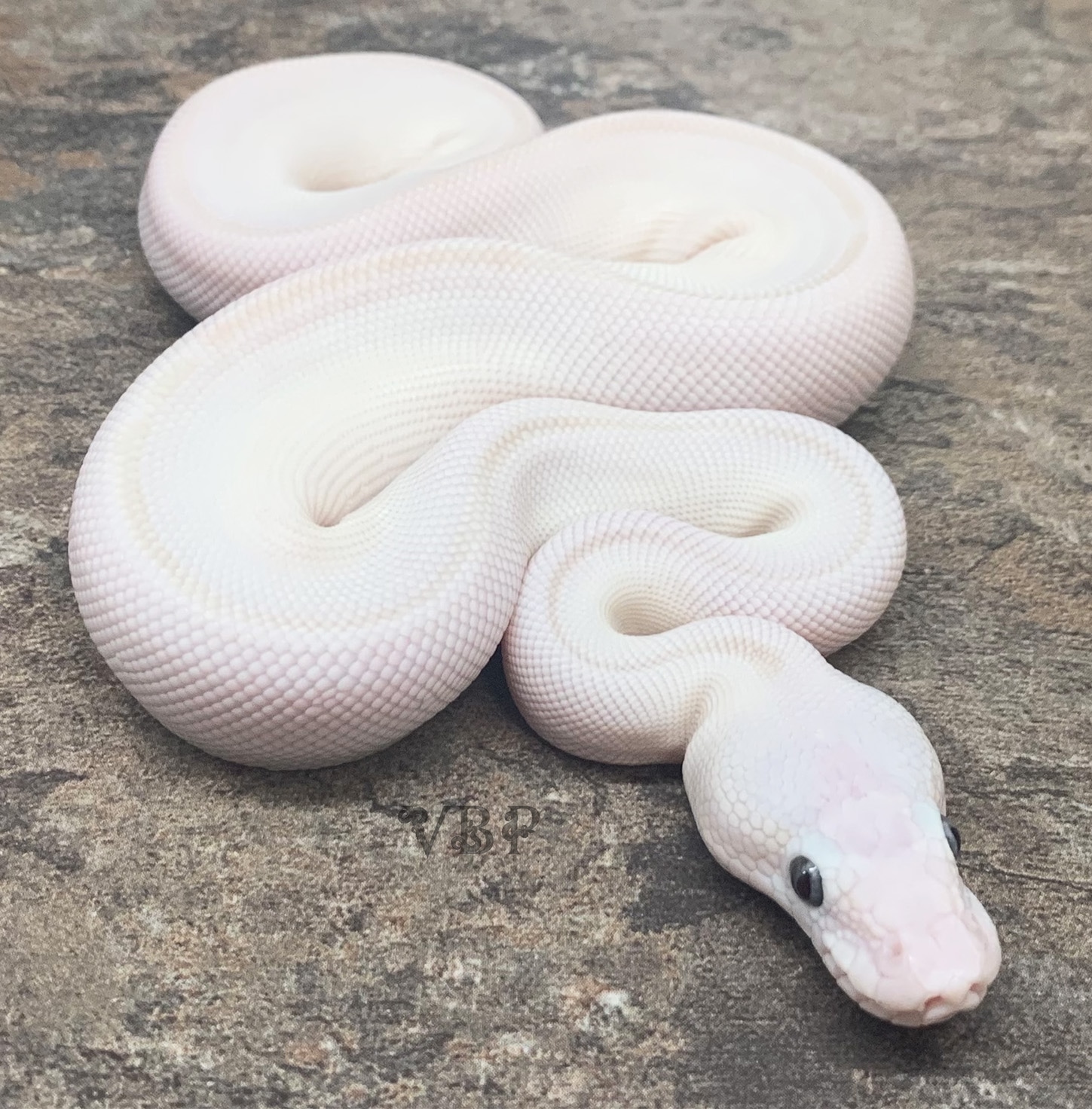 Super Lesser Blue Eyed Lucy Ball Python by Vesper Ball Pythons ...