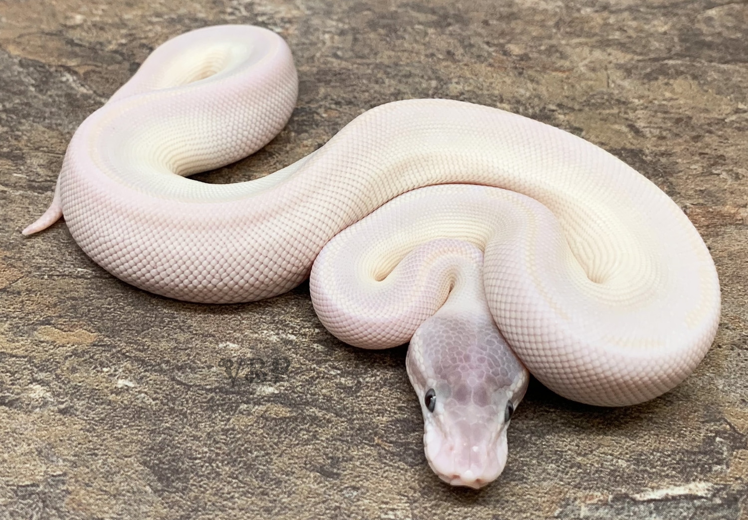 Super Mojave Blue Eyed Lucy Ball Python by Vesper Ball Pythons ...