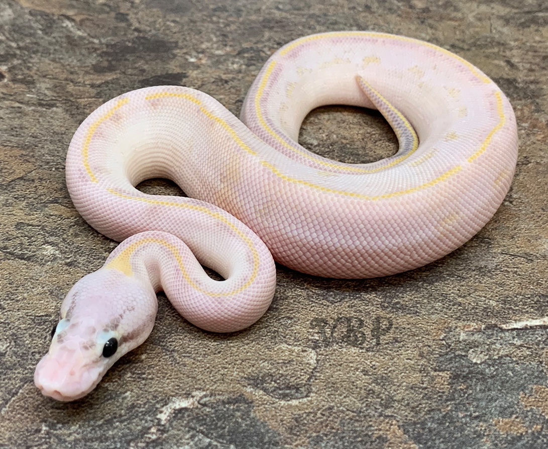 Pastel Ivory Ball Python by Vesper Ball Pythons - MorphMarket