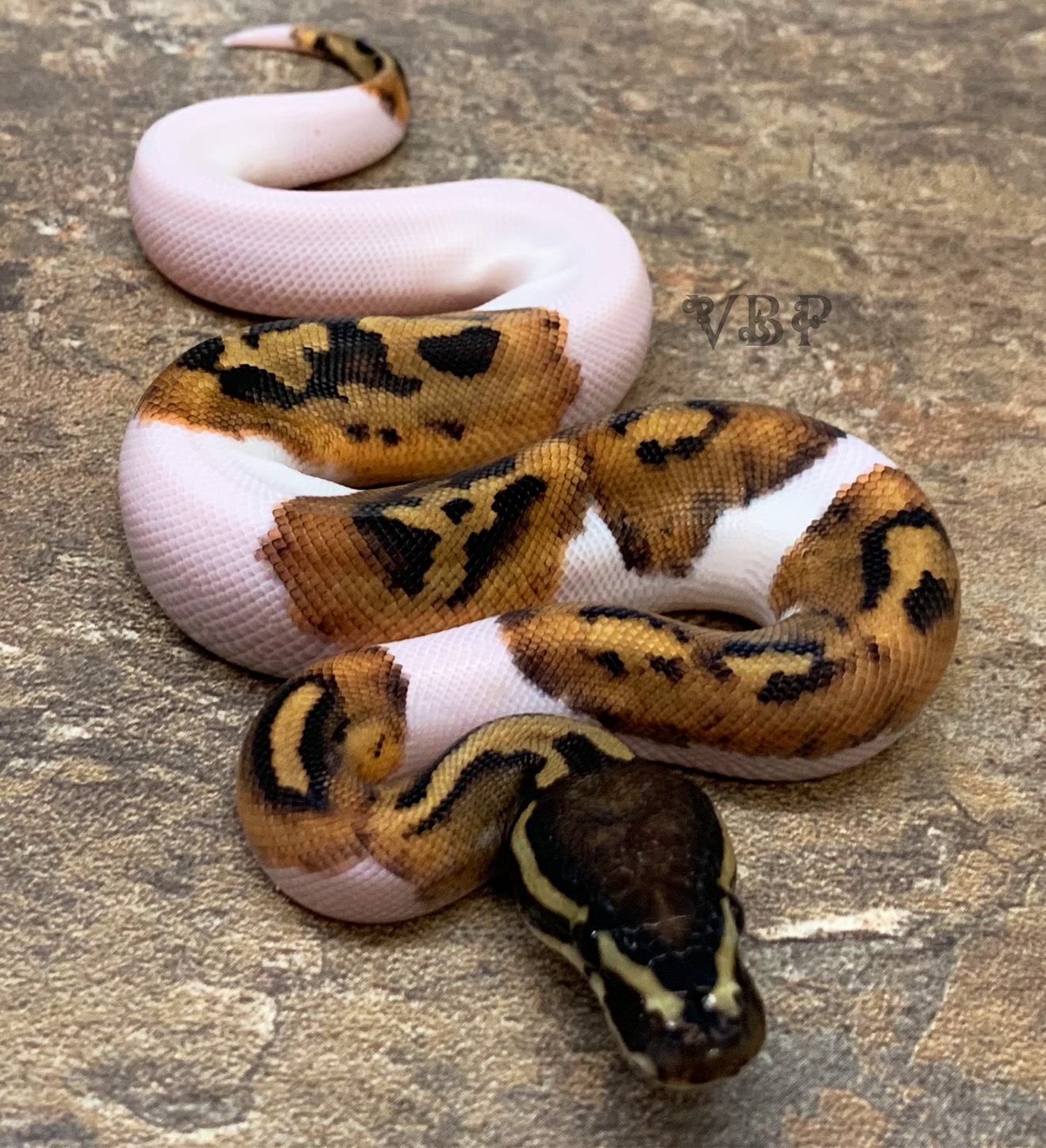 Vesper Pied Pos Het VPI Axanthic Ball Python by Vesper Ball Pythons ...