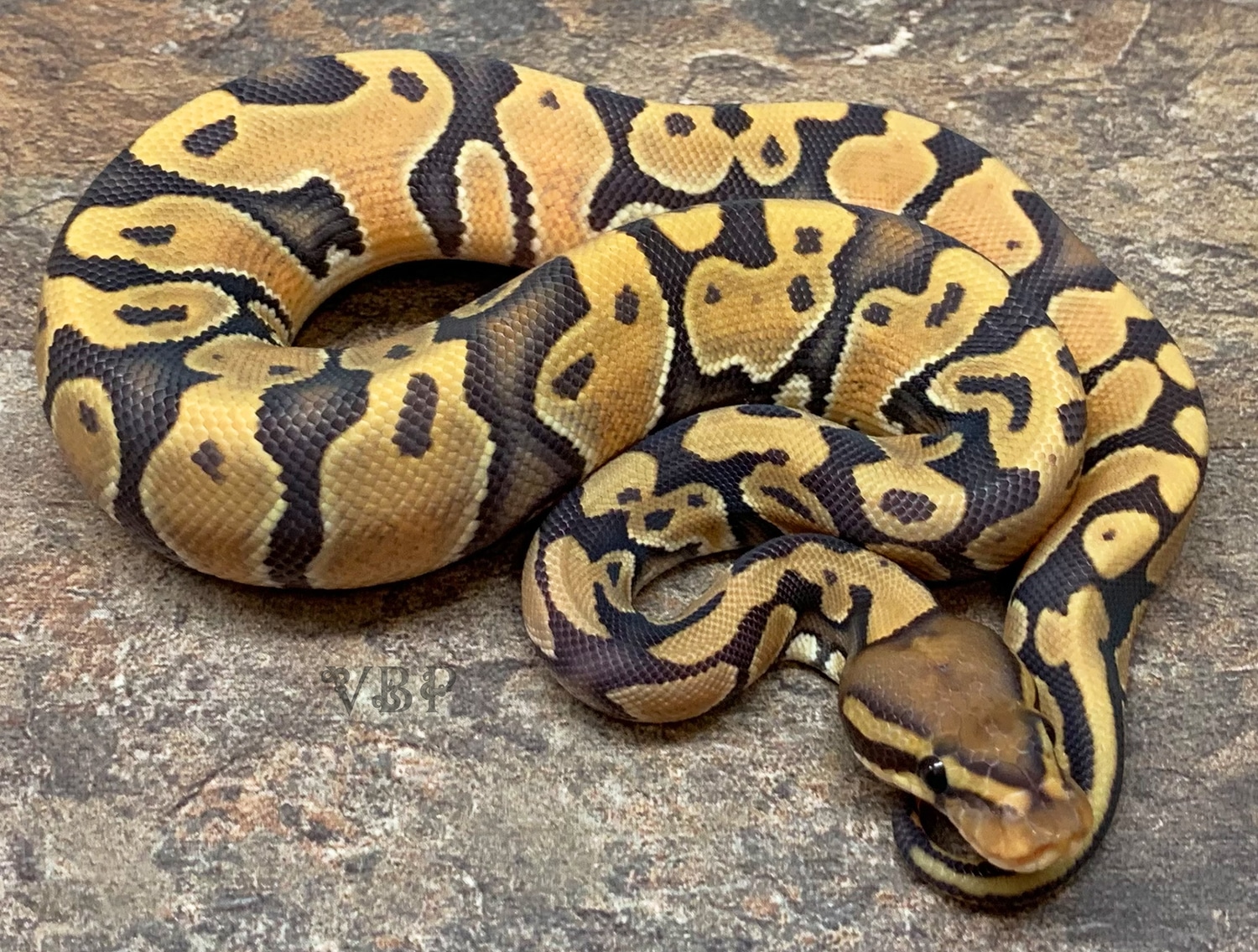 Vesper Ghost Ball Python by Vesper Ball Pythons - MorphMarket