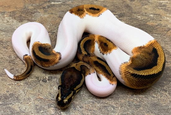 Vesper Pied Ball Python by Vesper Ball Pythons