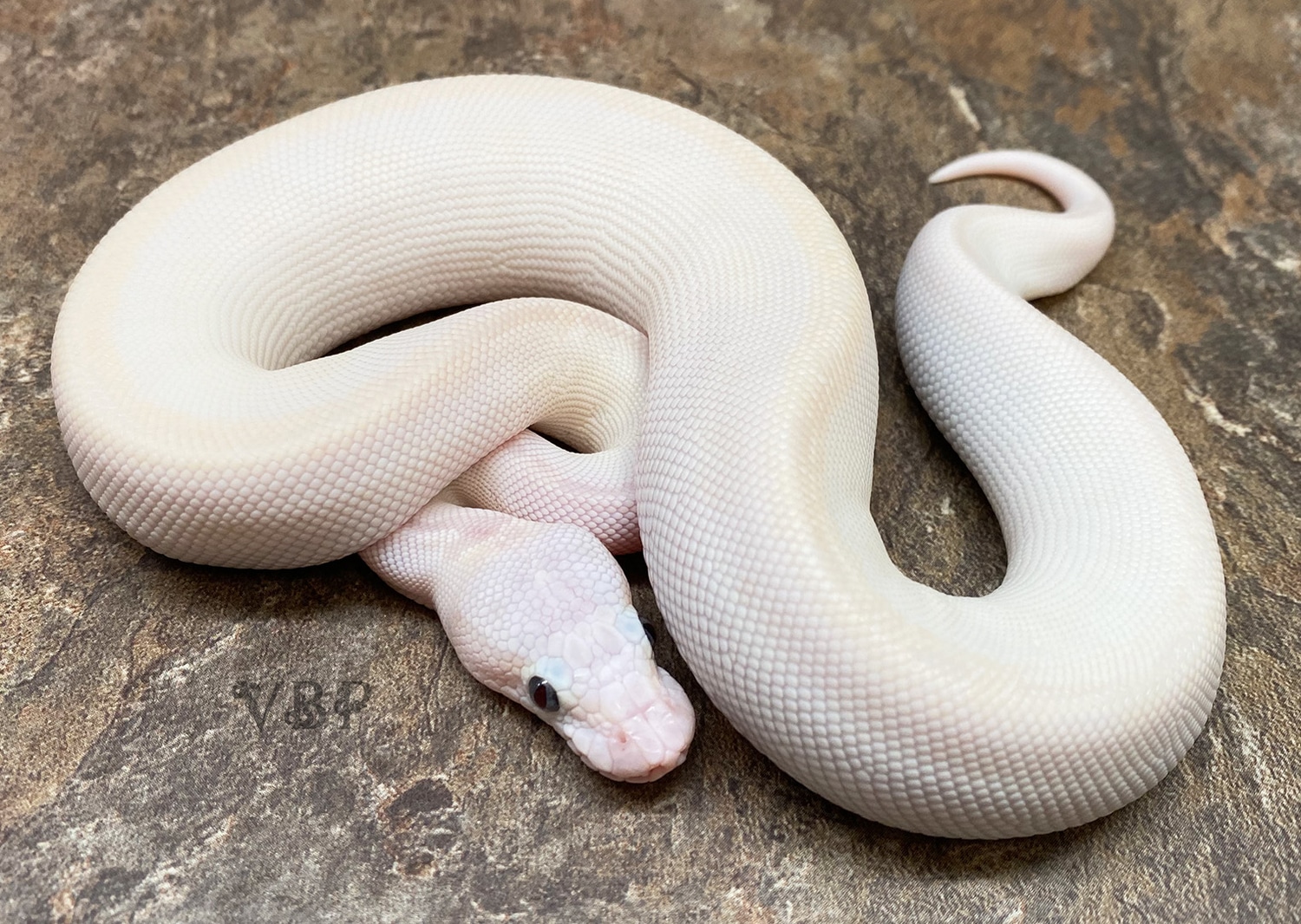 White Diamond Blue Eyed Lucy Ball Python by Vesper Ball Pythons ...