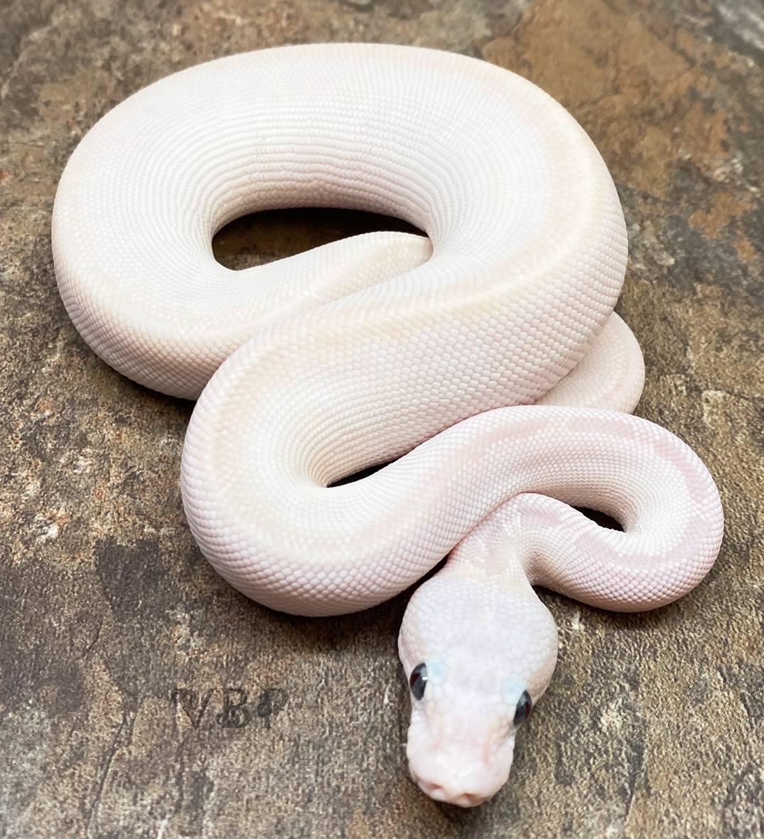 White Diamond Blue Eyed Lucy Ball Python by Vesper Ball Pythons ...