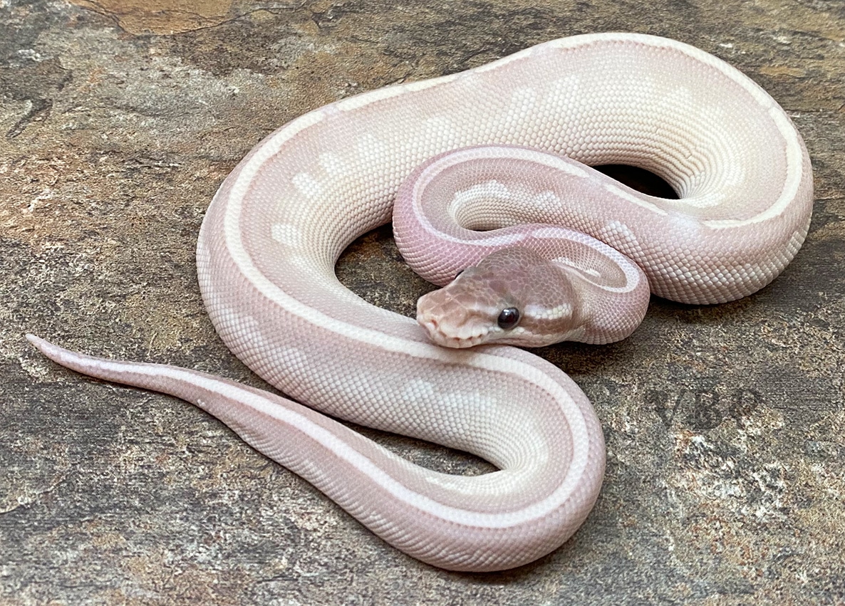 Coral Glow/Banana Purple Passion Ball Python by Vesper Ball Pythons - MorphMarket