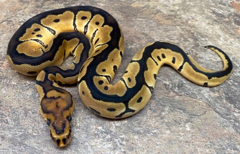 Clown Ball Python by Vesper Ball Pythons
