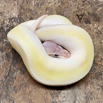 Coral Glow/Banana Super Mojave Ball Python by Vesper Ball Pythons ...