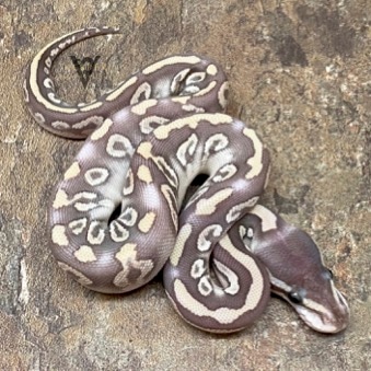 Black Pastel Super Phantom Ball Python by Vesper Ball Pythons - MorphMarket