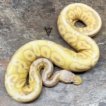 Black Pewter Coral Glow/Banana Ball Python by Vesper Ball Pythons