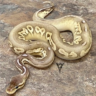 Pastel Savannah Ball Python by Vesper Ball Pythons