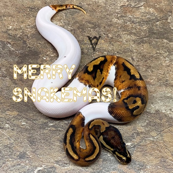 Vesper Pied Ball Python by Vesper Ball Pythons