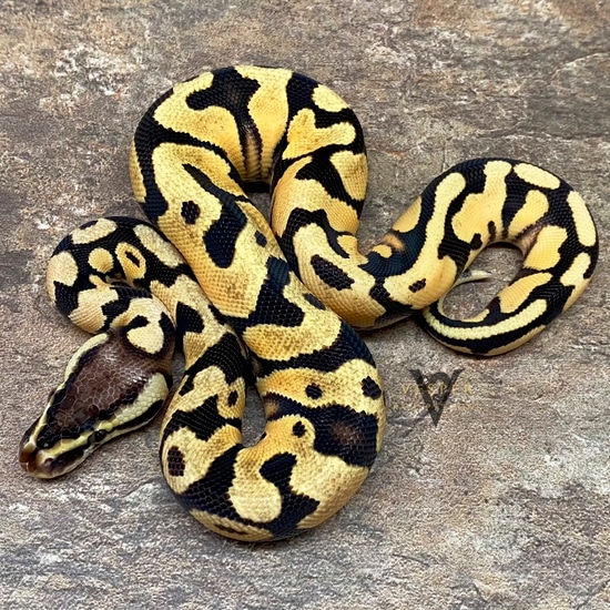 Pastel Super Orange Dream Ball Python by Vesper Ball Pythons