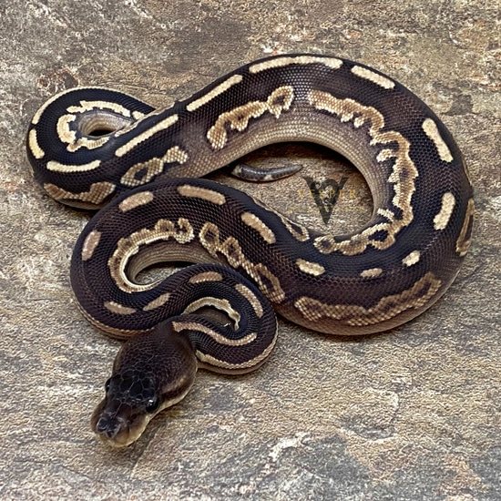 Savannah Ball Python by Vesper Ball Pythons