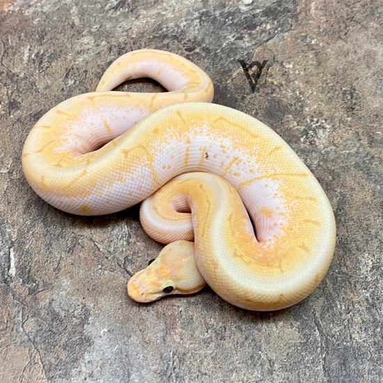 Coral Glow/Banana Lemon Blast Spider Ball Python by Vesper Ball Pythons