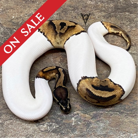 Vesper Pied Ball Python by Vesper Ball Pythons