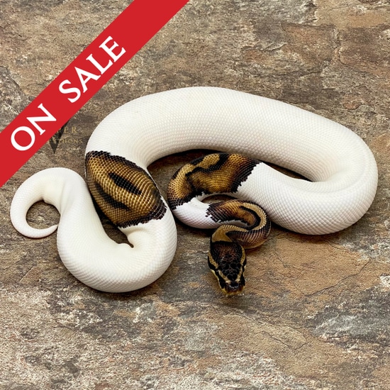 Vesper Pied Pos Het VPI Axanthic Ball Python by Vesper Ball Pythons