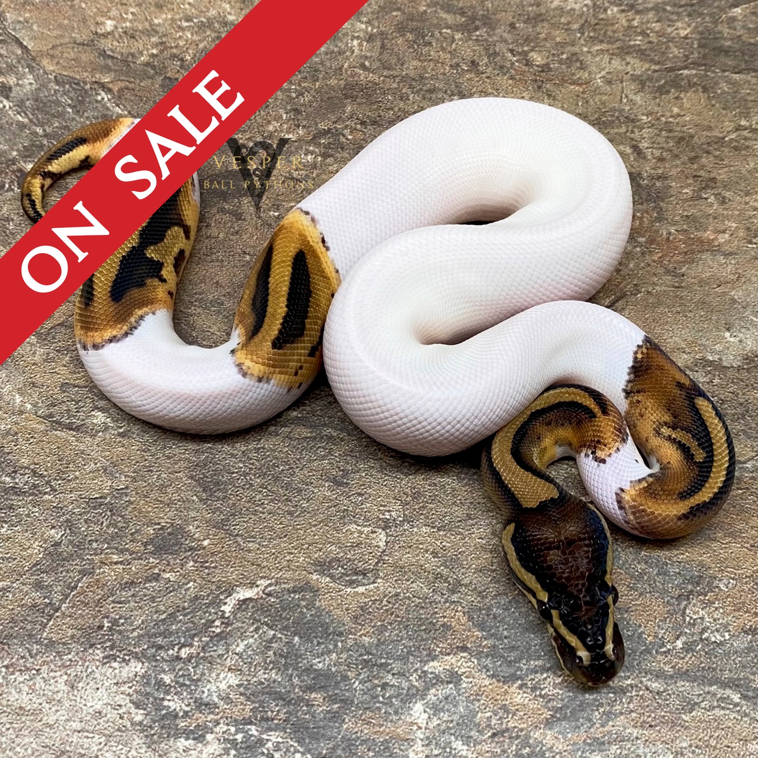 Vesper Pied Ball Python by Vesper Ball Pythons - MorphMarket