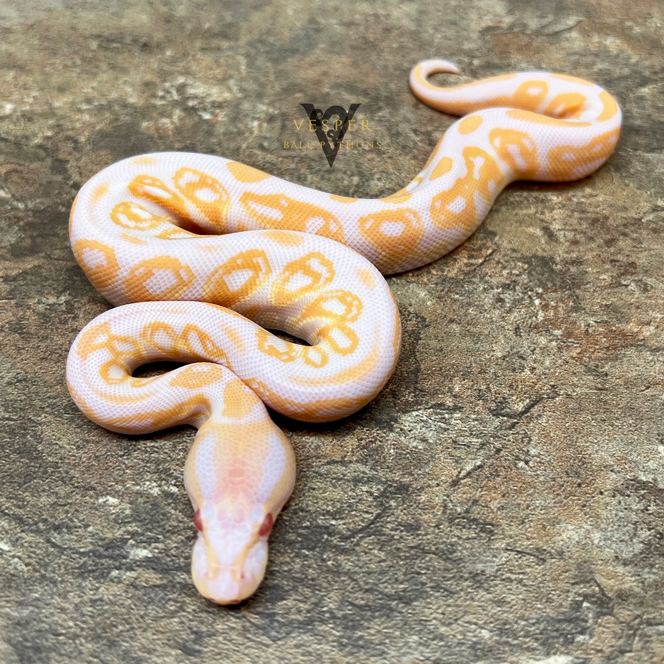 Black Pastel Albino Ball Python by Vesper Ball Pythons - MorphMarket