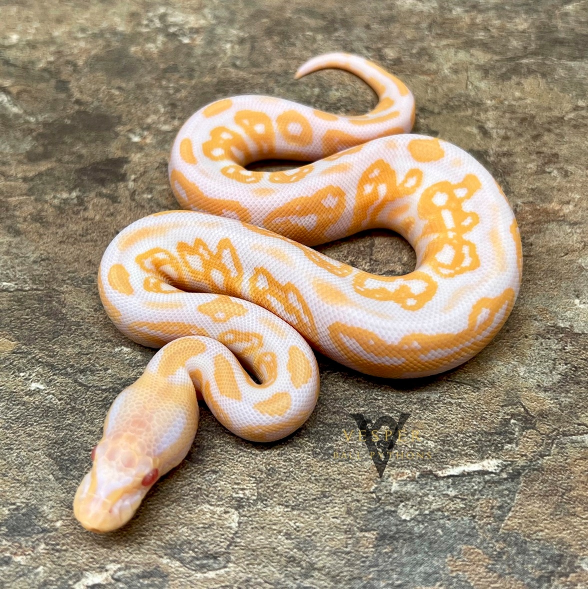 Black Pastel Albino Ball Python by Vesper Ball Pythons - MorphMarket