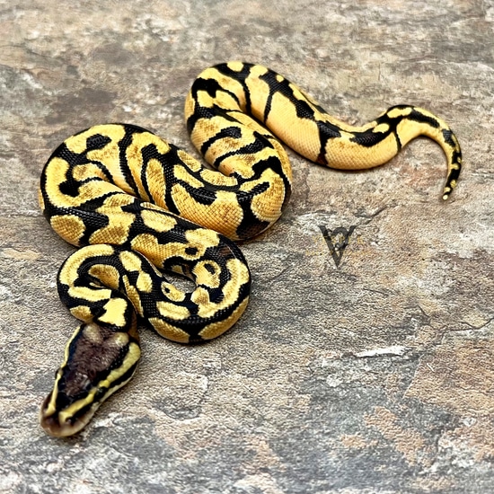 Super Enchi Ball Python by Vesper Ball Pythons