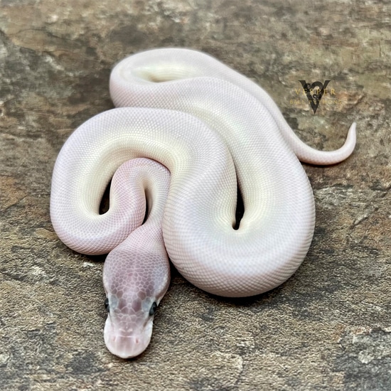 Mordor Super Mojave Blue Eyed Lucy Ball Python by Vesper Ball Pythons