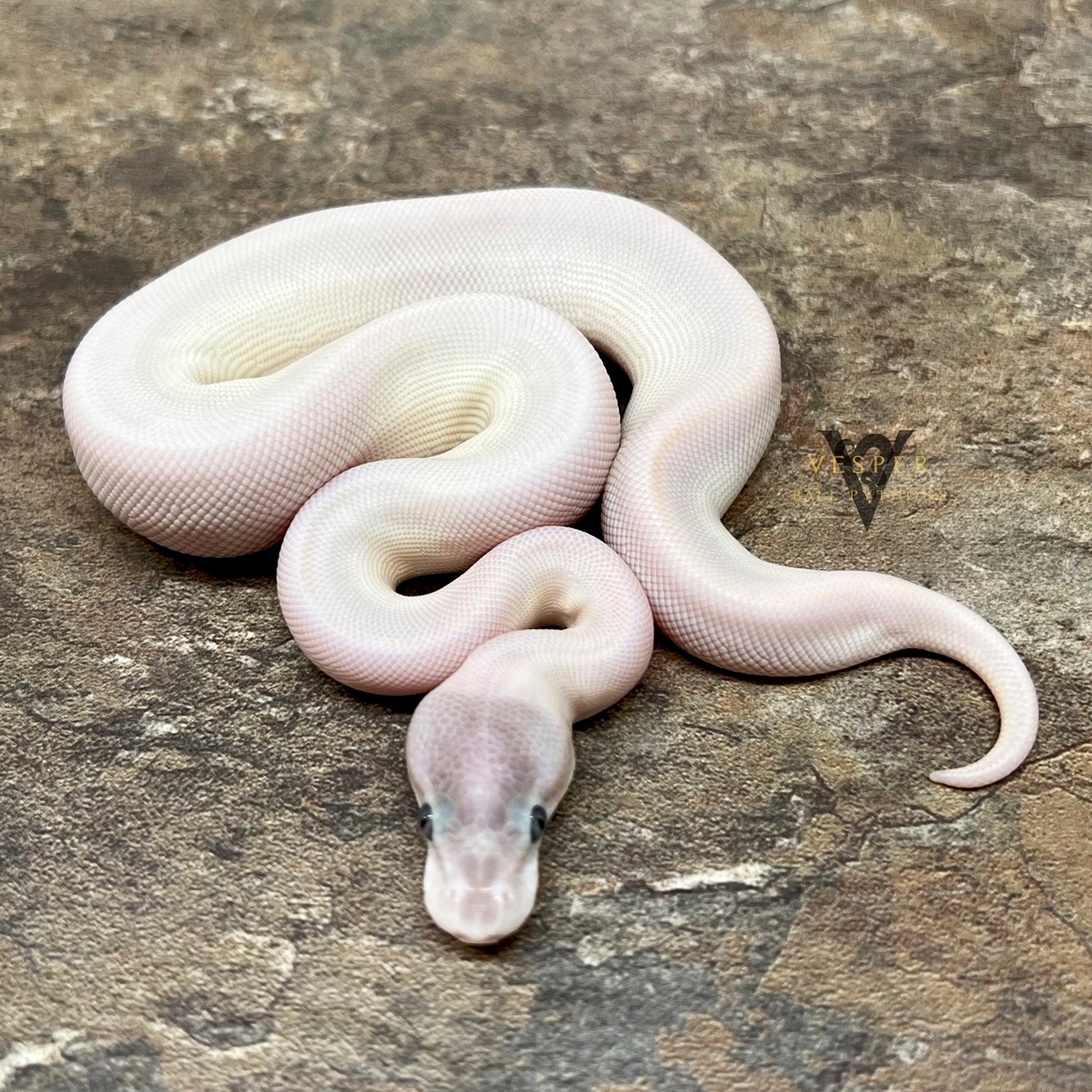Mordor Super Mojave Blue Eyed Lucy Ball Python by Vesper Ball Pythons ...