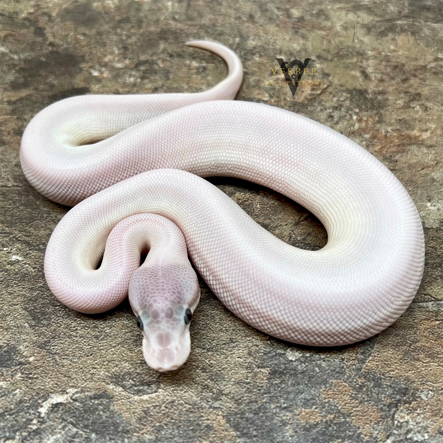 Mordor Super Mojave Blue Eyed Lucy Ball Python by Vesper Ball Pythons ...
