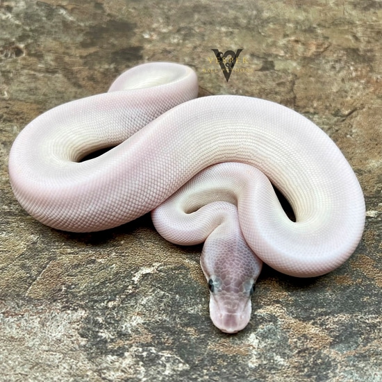 Mordor Super Mojave Blue Eyed Lucy Ball Python by Vesper Ball Pythons
