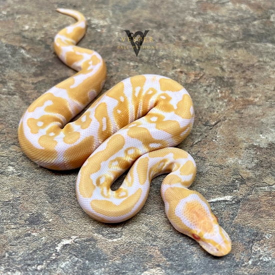 Albino Ball Python by Vesper Ball Pythons