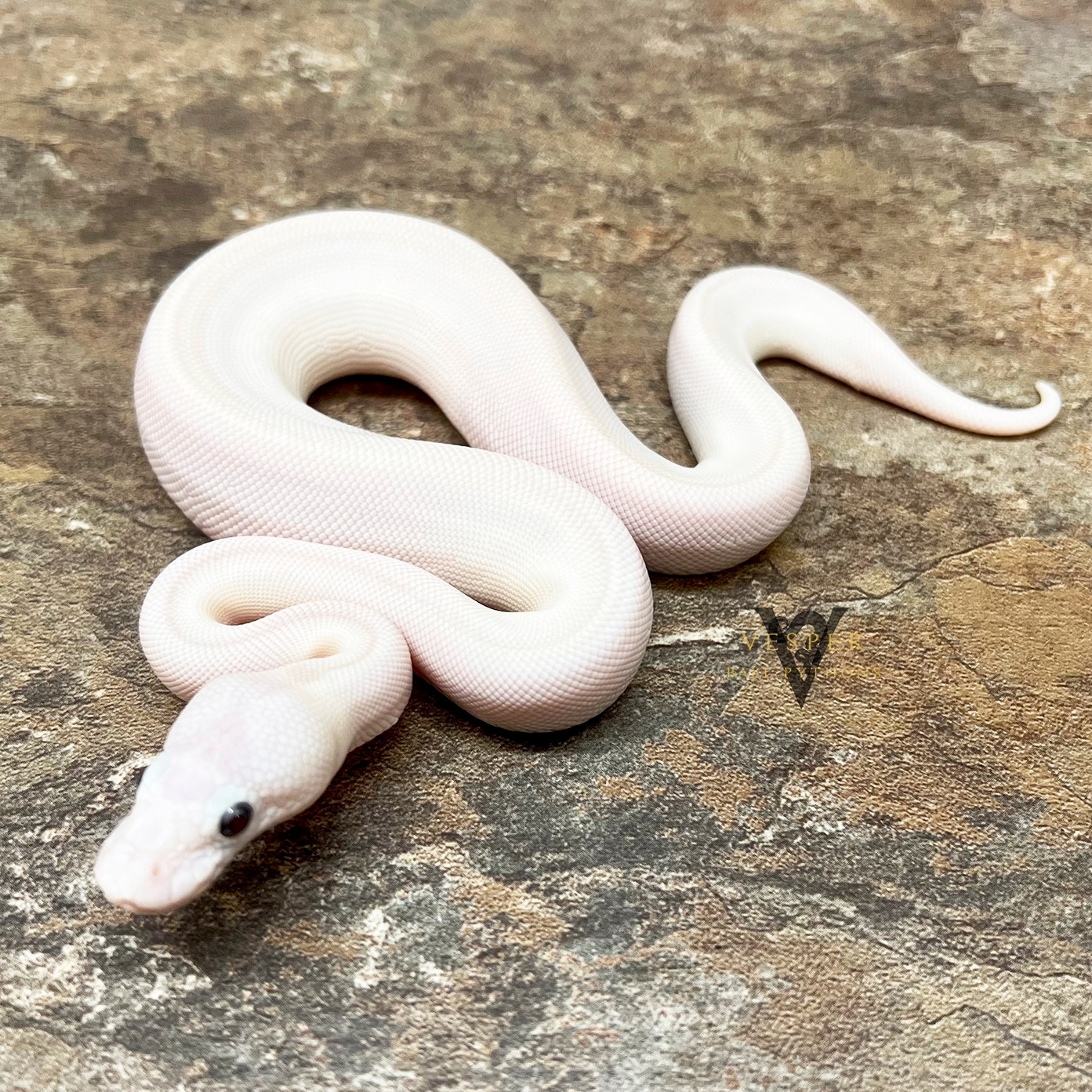Super Lesser Blue Eyed Lucy Ball Python by Vesper Ball Pythons ...