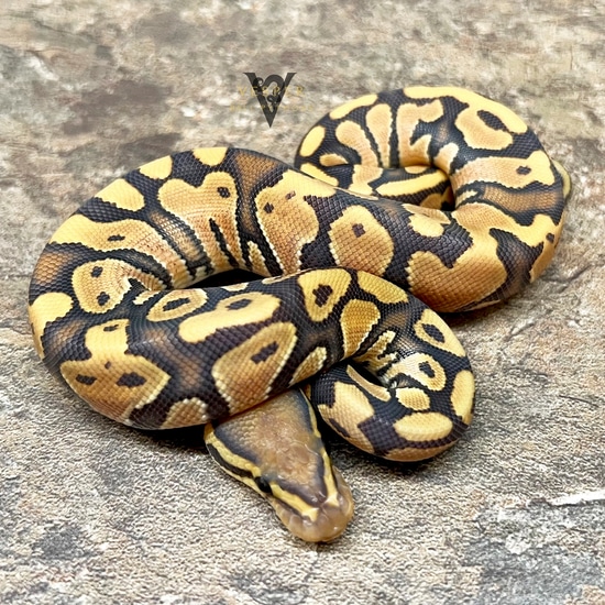 Vesper Ghost Ball Python by Vesper Ball Pythons