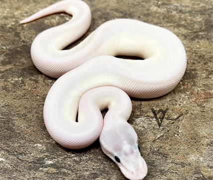 Lavender Albino Ball Python by Vesper Ball Pythons - MorphMarket