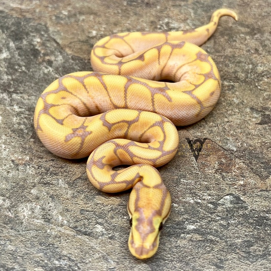 Pastel Banana Spider Ball Python by Vesper Ball Pythons