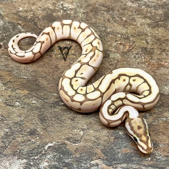 Super Pastel Banana Pin Spider Ball Python by Vesper Ball Pythons