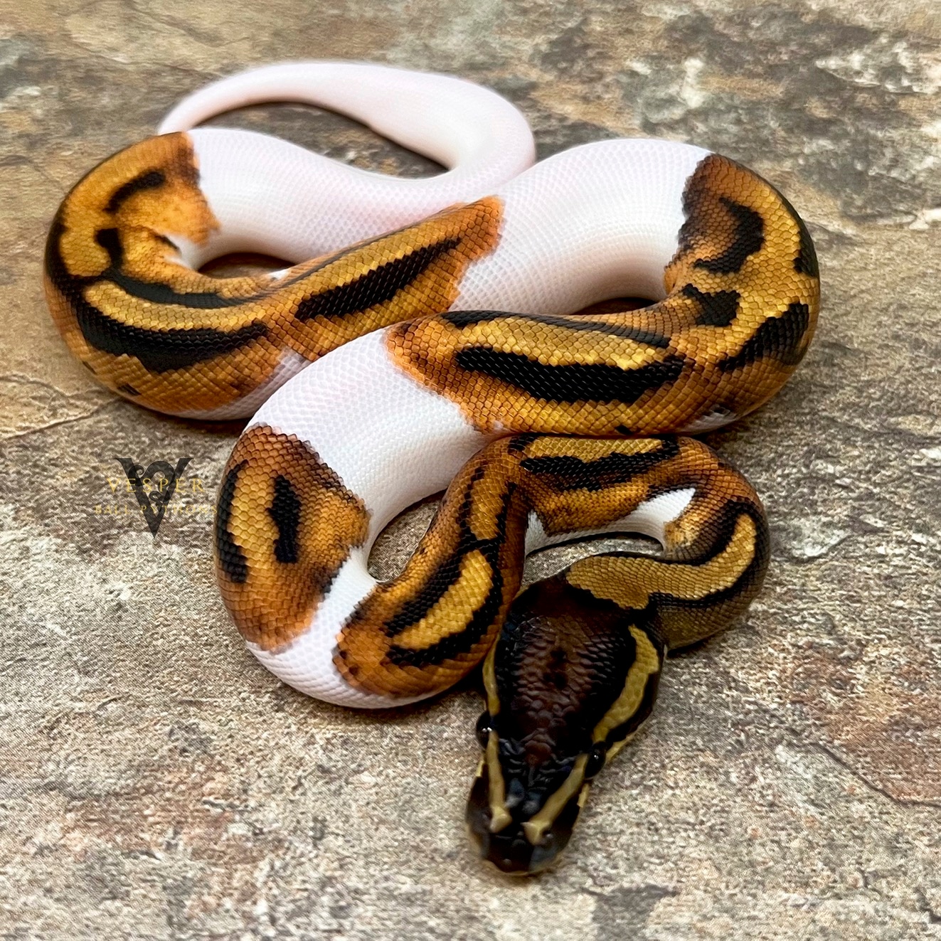 Vesper Pied Ball Python by Vesper Ball Pythons - MorphMarket