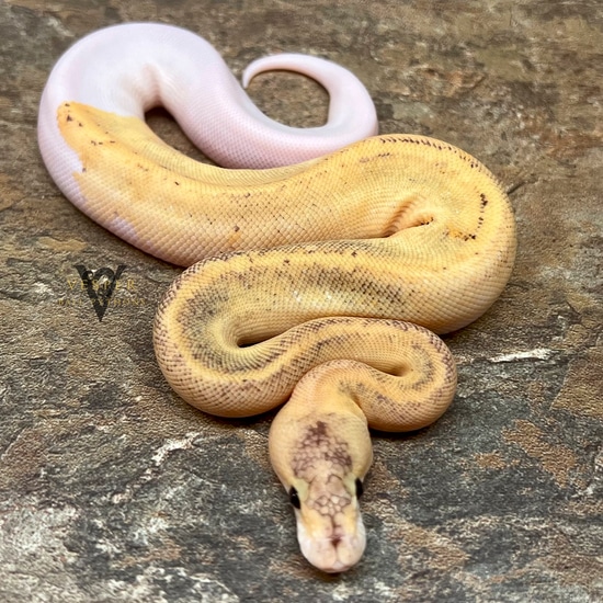 Pumpkin Champagne Yellow Belly Fire Ball Python by Vesper Ball Pythons
