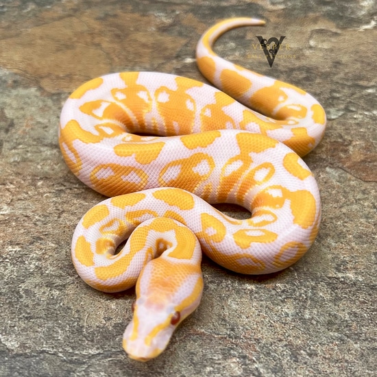 Lavender Albino Ball Python by Vesper Ball Pythons