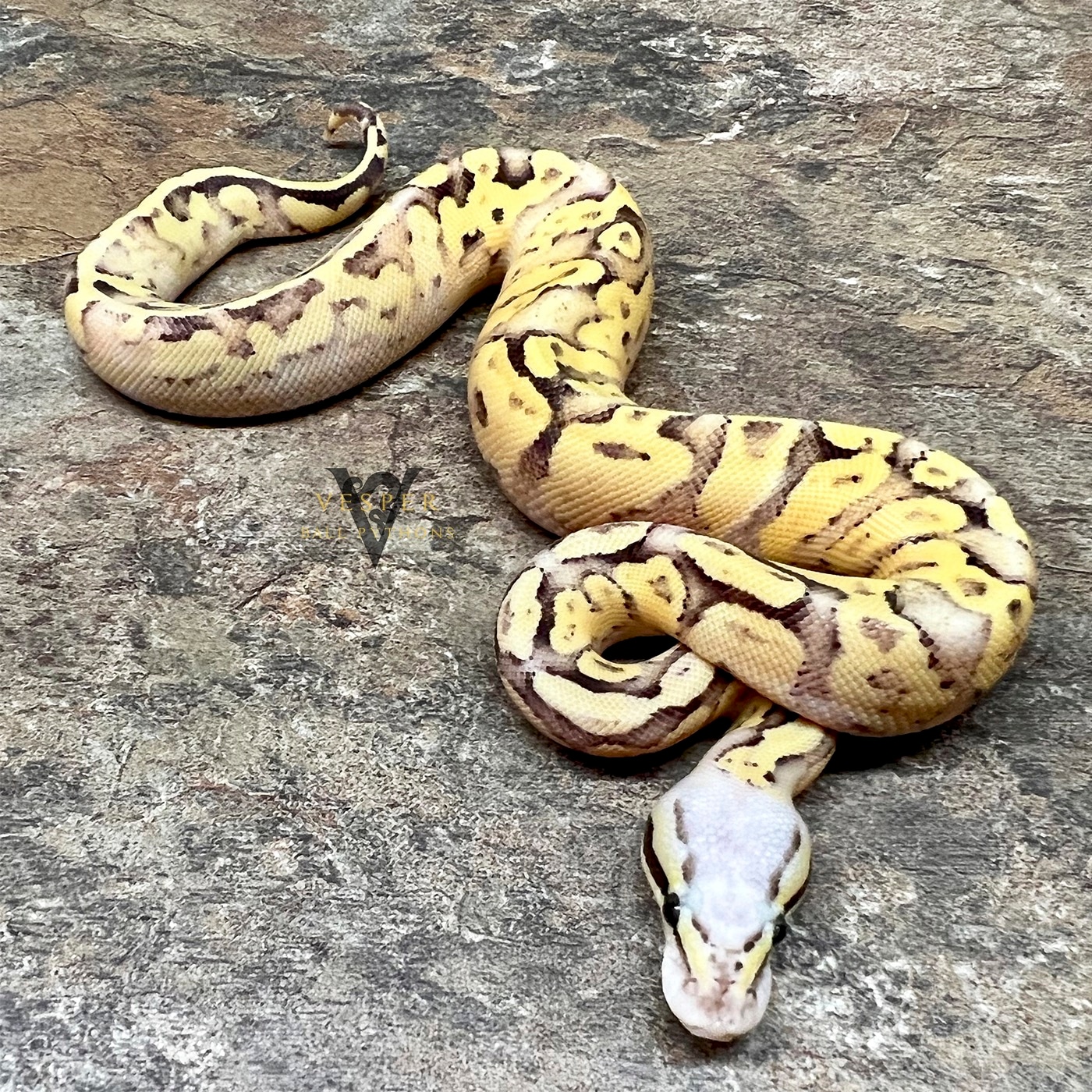 Pastel Vanilla Enchi Fire Ball Python by Vesper Ball Pythons - MorphMarket