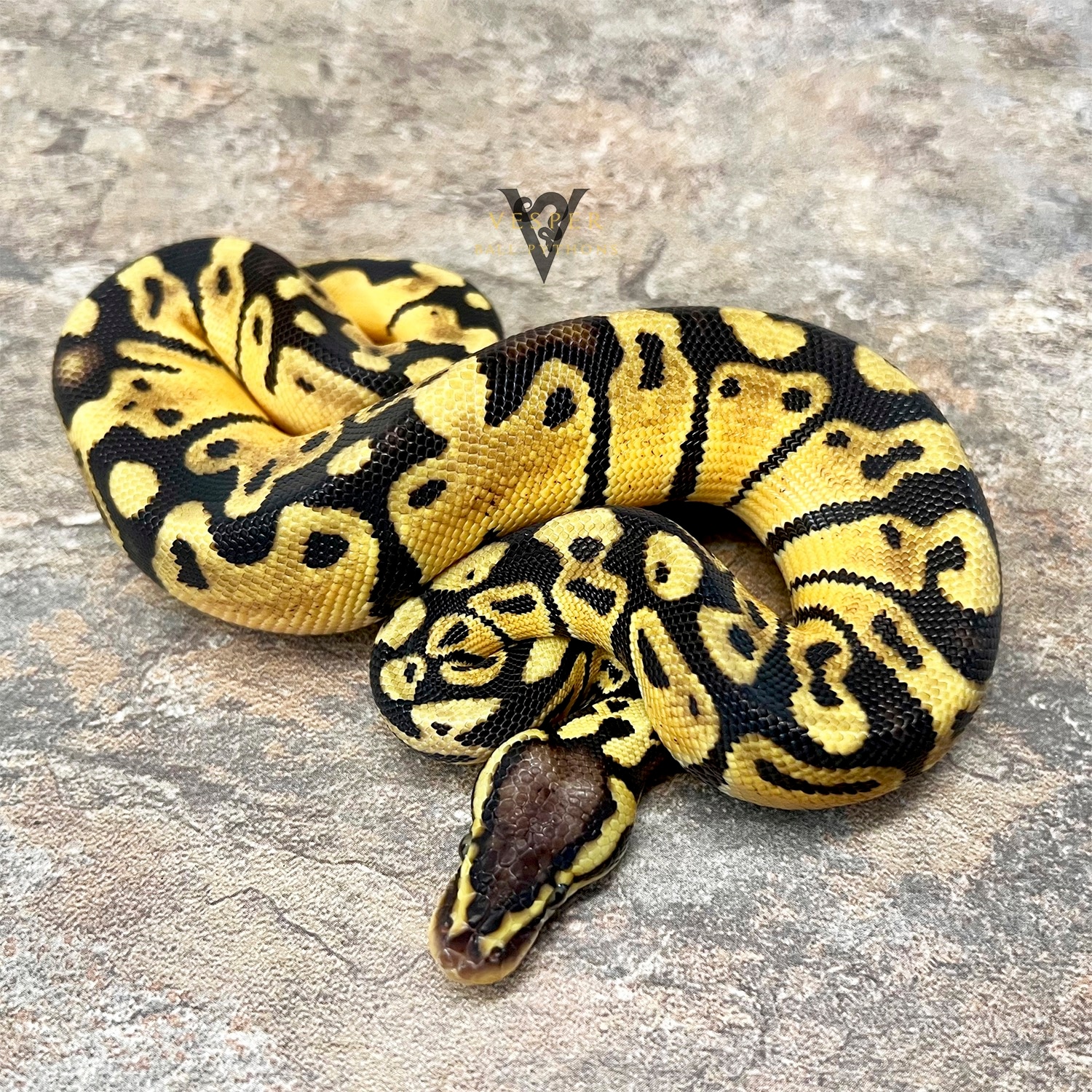 Citrus Pastel Mordor Ball Python by Vesper Ball Pythons - MorphMarket