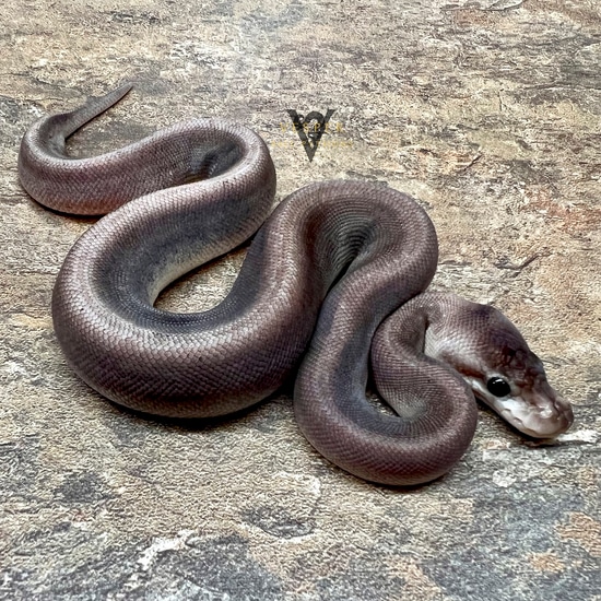 8 Ball Ball Python by Vesper Ball Pythons
