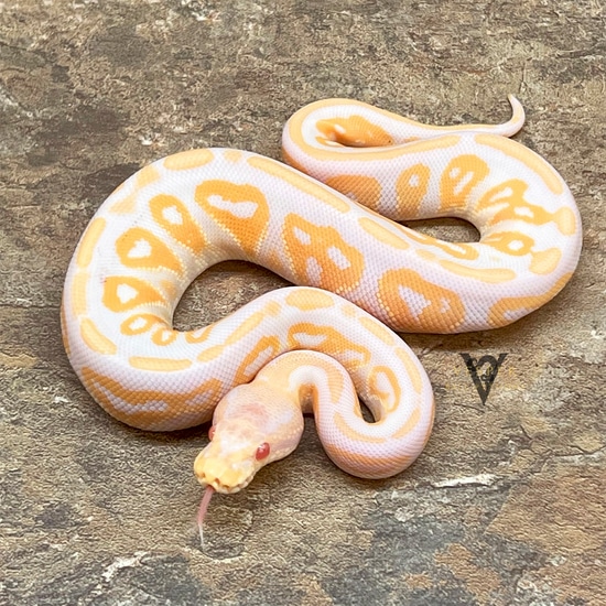 Cinnamon Albino Ball Python by Vesper Ball Pythons