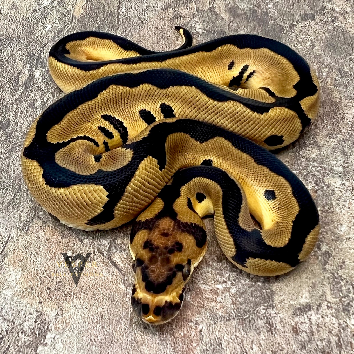 Leopard Clown Ball Python by Vesper Ball Pythons - MorphMarket