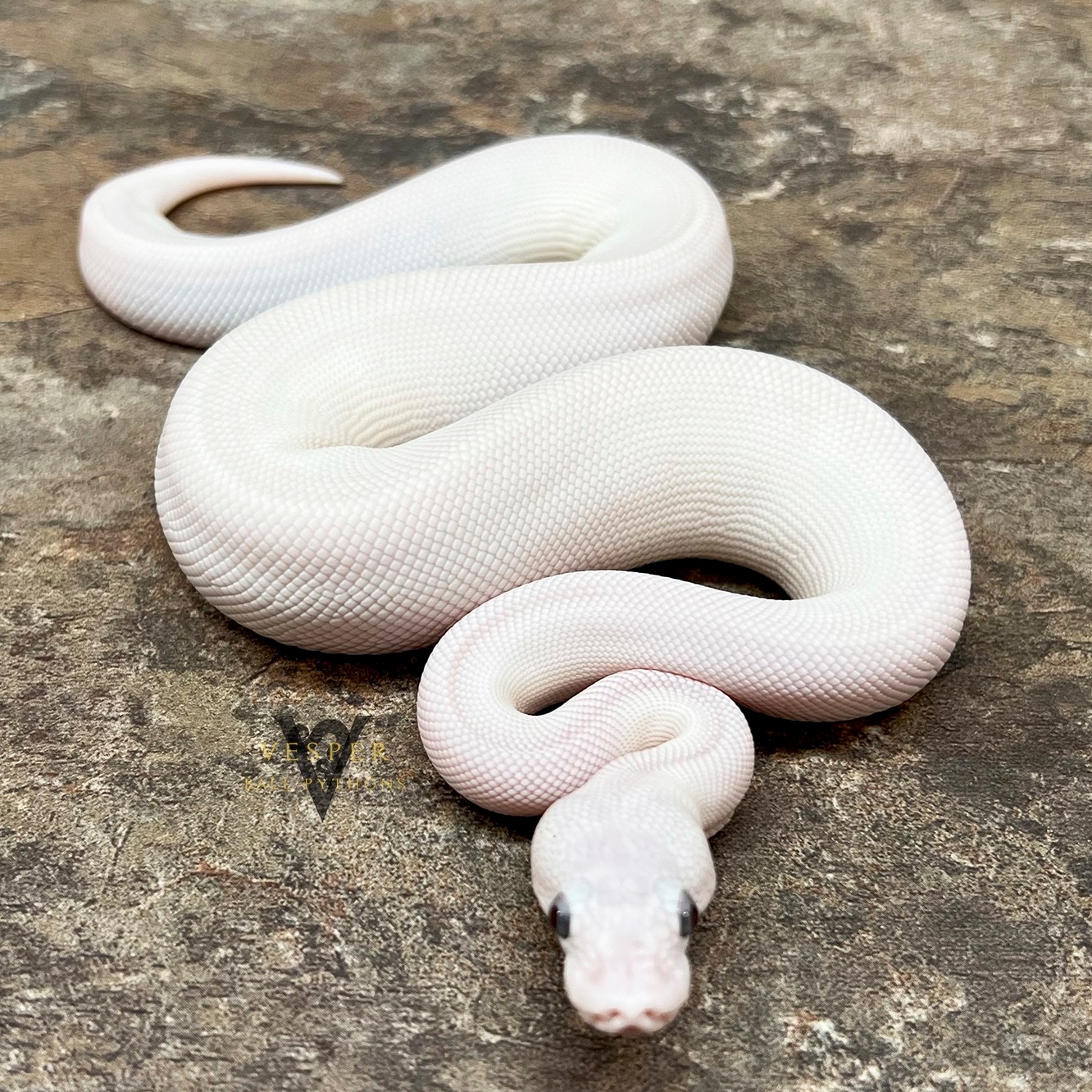 Butter Mojave Ball Python by Vesper Ball Pythons - MorphMarket