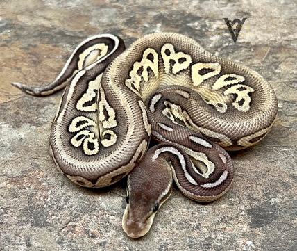 Cinnamon Super Mahogany Ball Python by Vesper Ball Pythons - MorphMarket