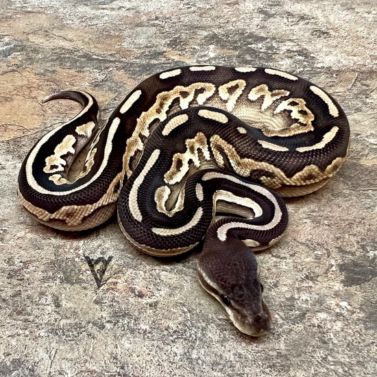 Savannah Ball Python by Vesper Ball Pythons