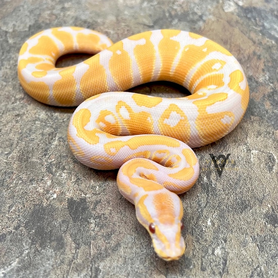 Lavender Albino Ball Python by Vesper Ball Pythons